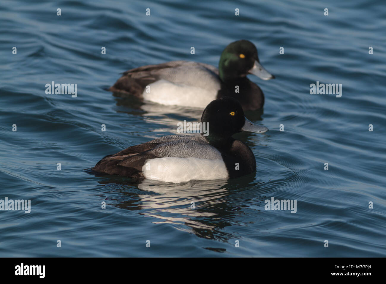 Scaup uk hi-res stock photography and images - Alamy