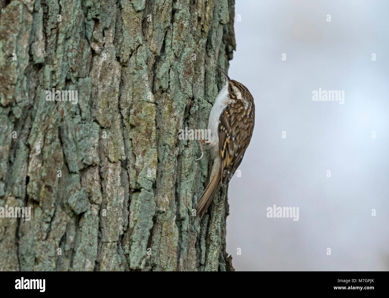 Treecreeper (Certhia familiaris) crawling on tree trunk Stock Photo - Alamy