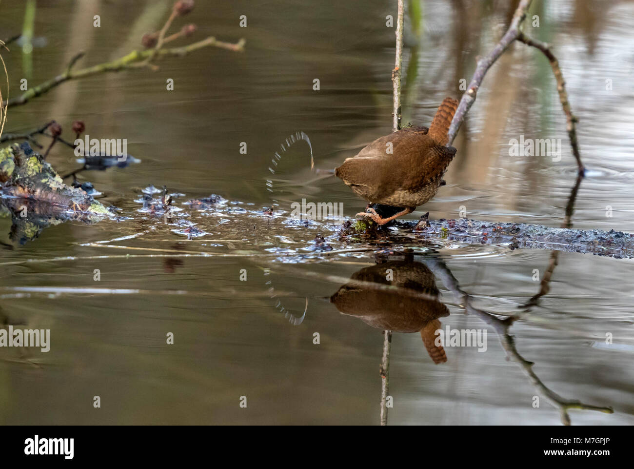 Insect water hi-res stock photography and images - Alamy