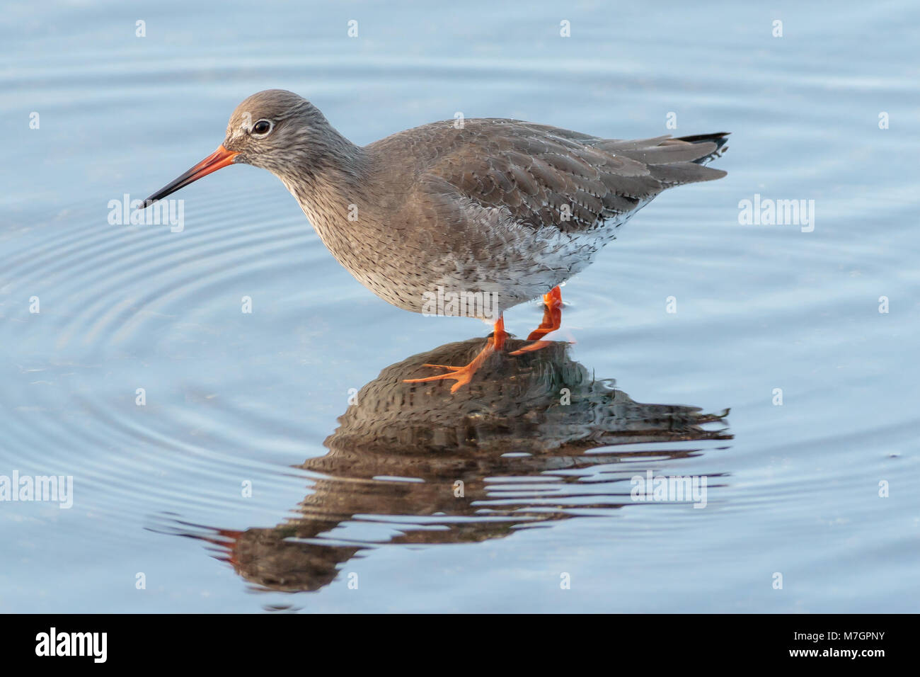 Red shank bird hi-res stock photography and images - Alamy