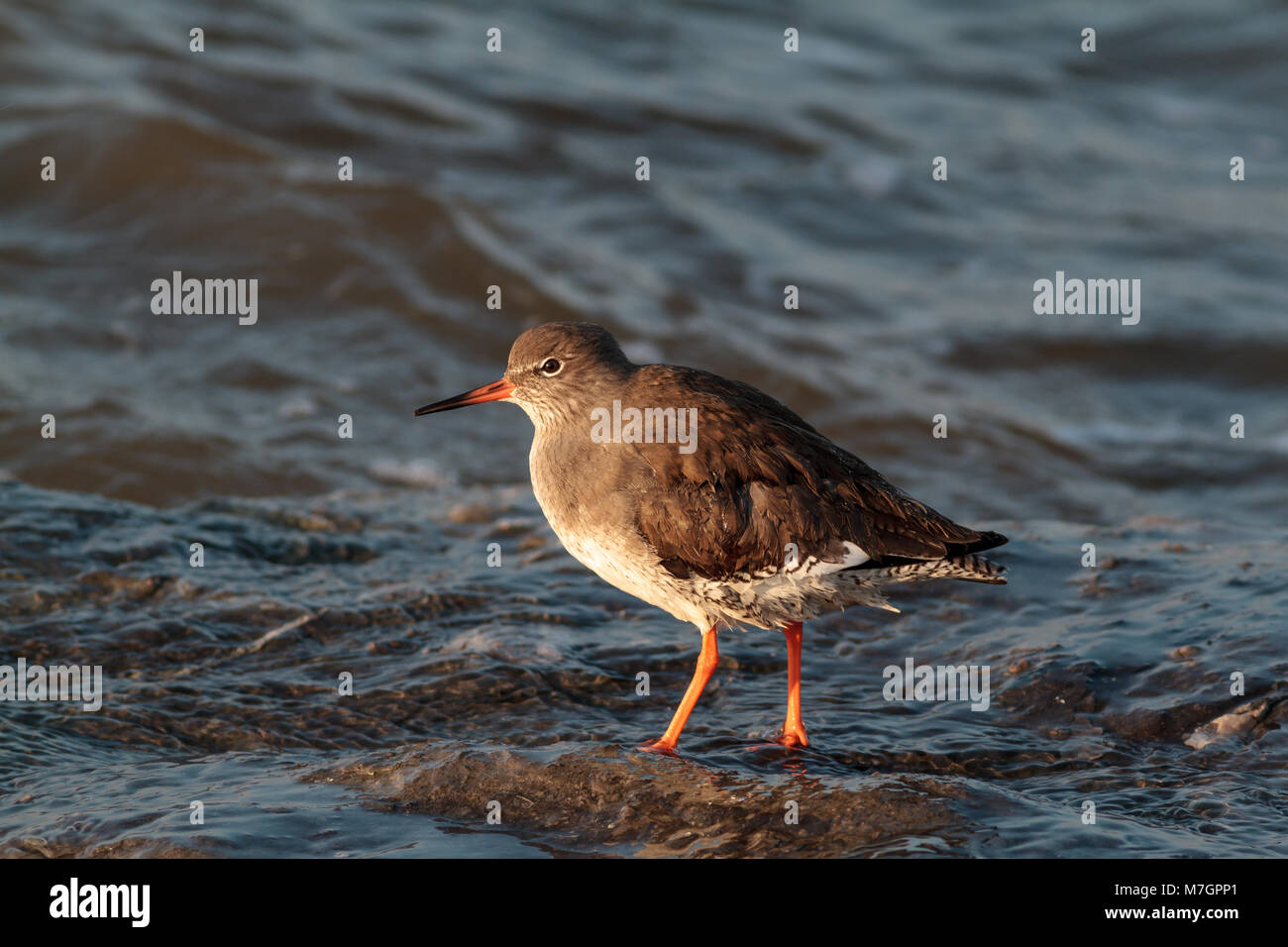 Red shank bird hi-res stock photography and images - Alamy