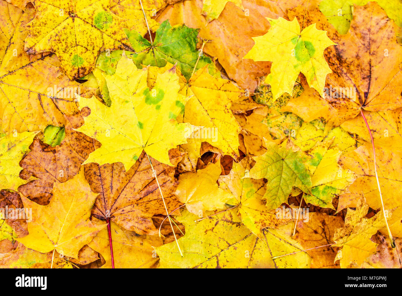 Background of colorful fallen maple leaves Stock Photo - Alamy