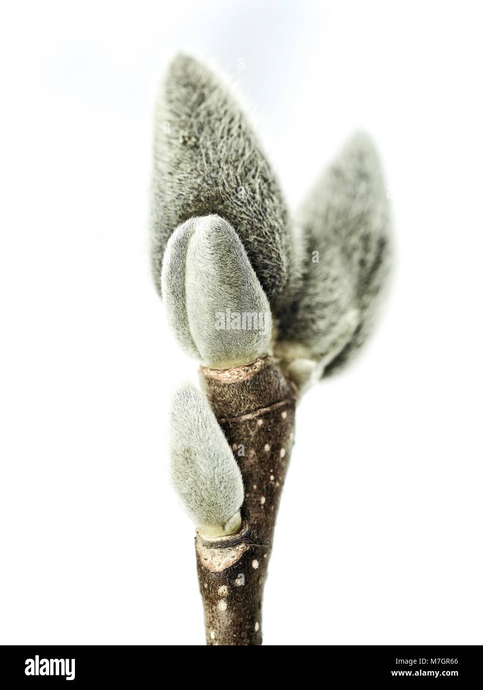 Magnolia tree bark hi-res stock photography and images - Alamy