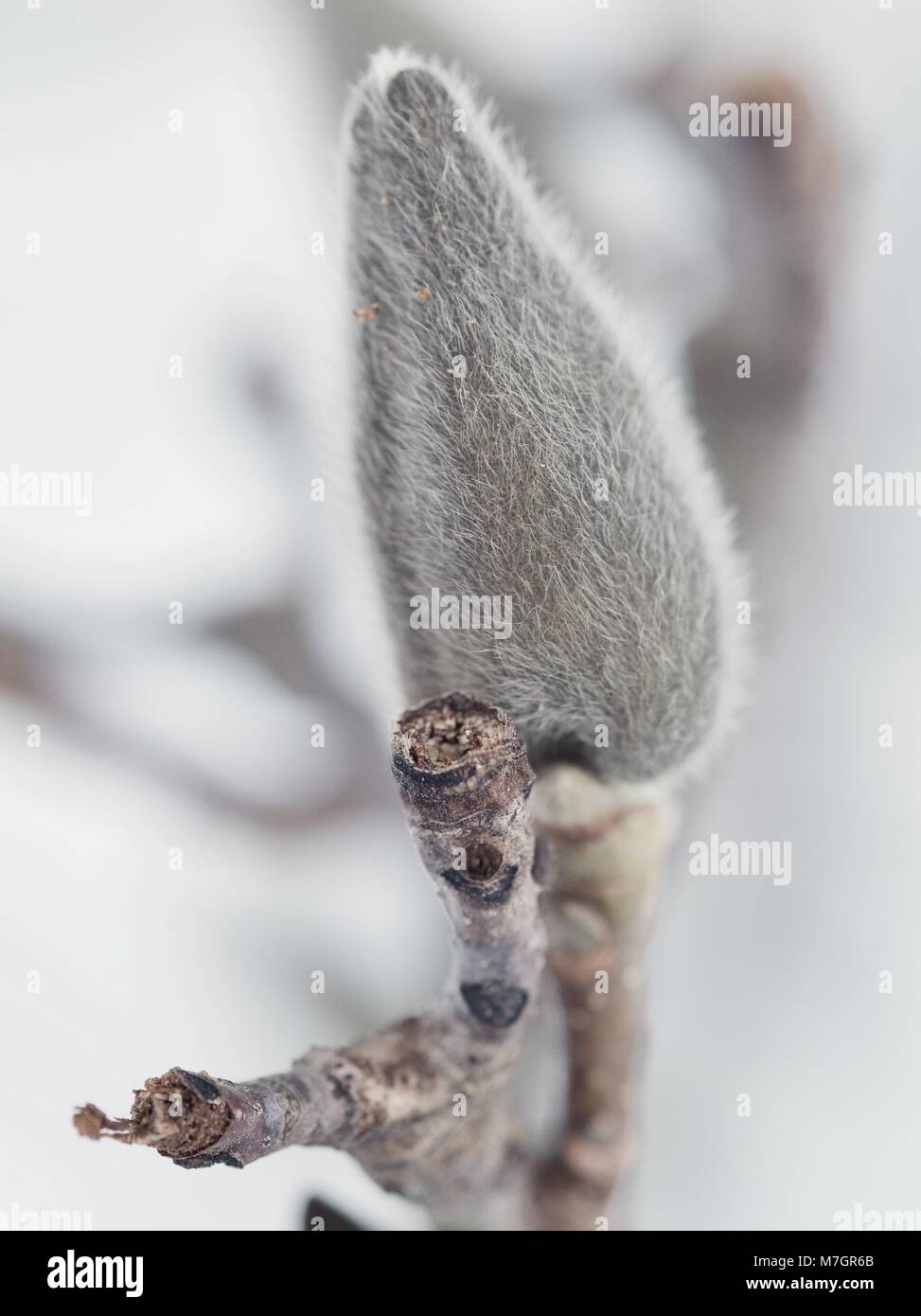 Magnolia tree winter hi-res stock photography and images - Alamy