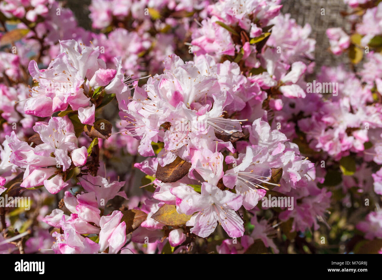 A close-up of the blossoms of a Rhododendron obtusum 'Kermesina Rose ...