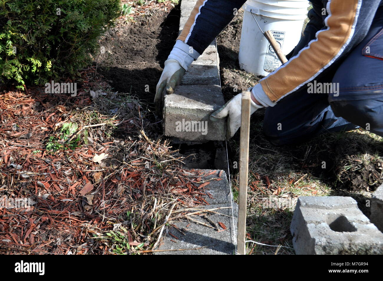 Man trimming and cutting dead branches from a tree during spring garden ...