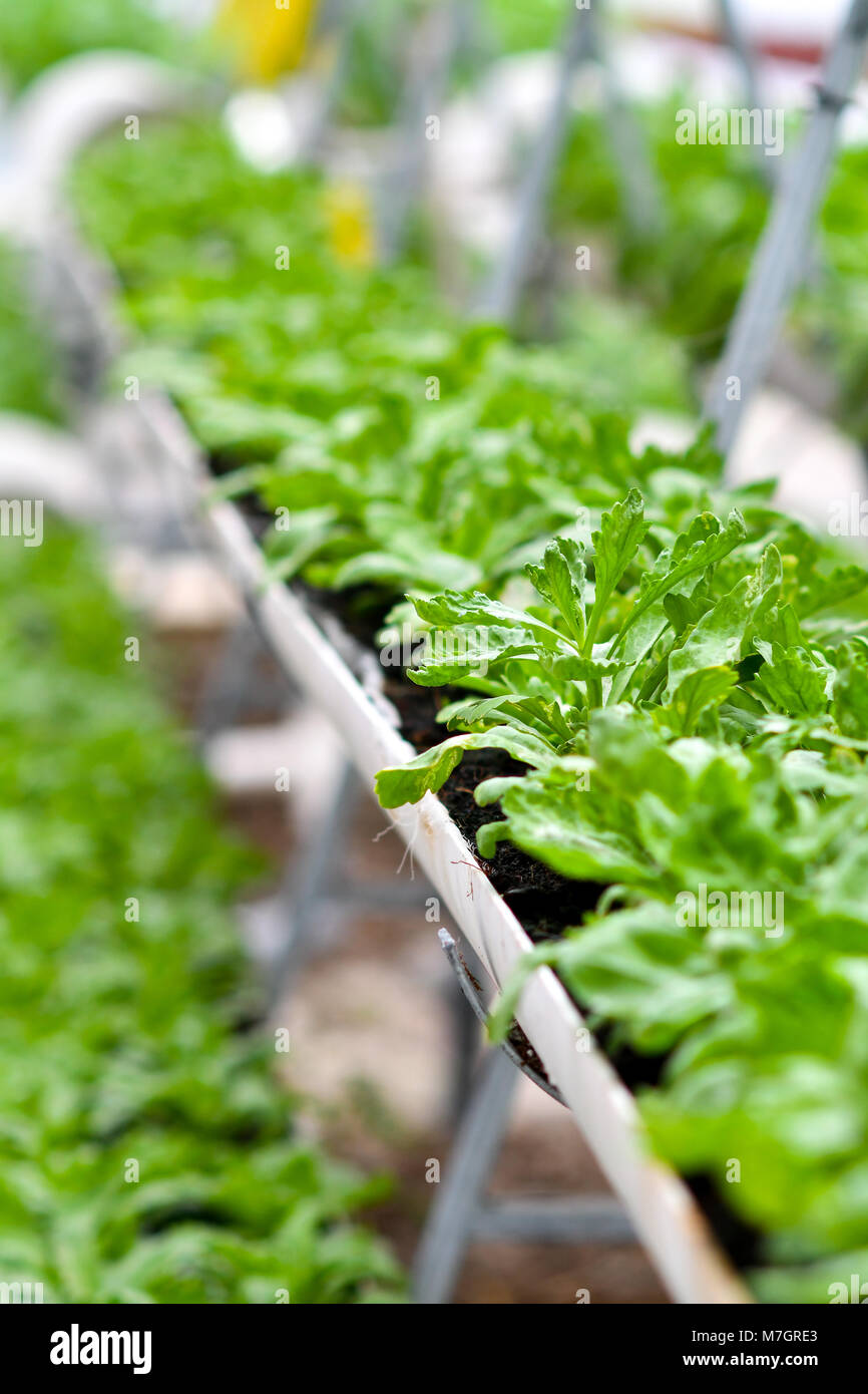 Urban agriculture, urban farming, or urban gardening Stock Photo - Alamy