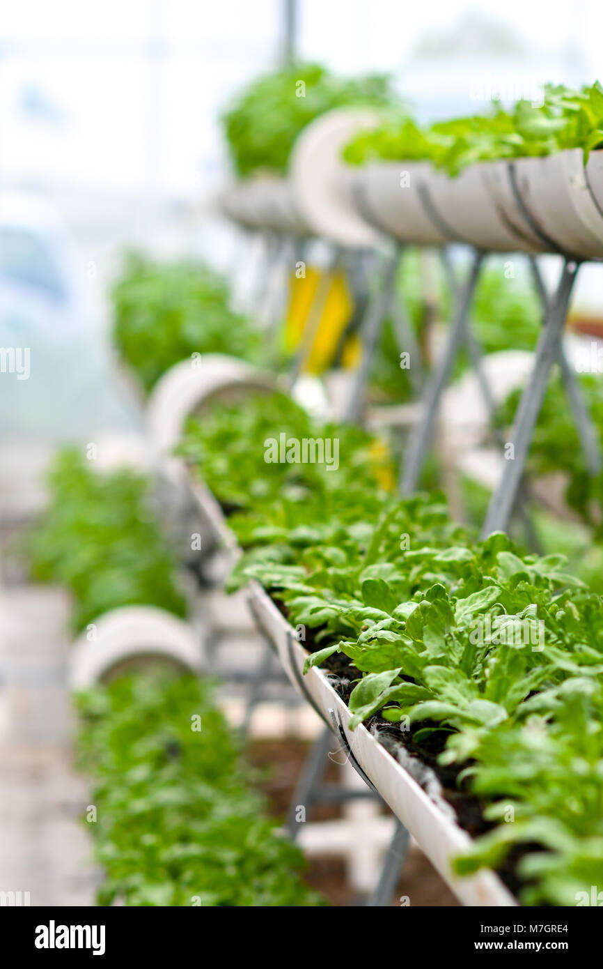 Urban agriculture, urban farming, or urban gardening Stock Photo - Alamy