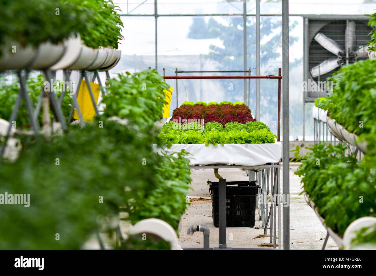 Urban agriculture, urban farming, or urban gardening Stock Photo - Alamy
