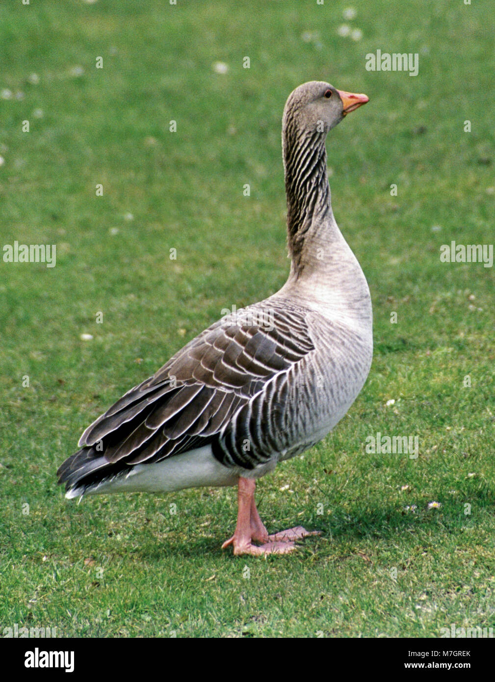 Goose waterfowl hi-res stock photography and images - Alamy