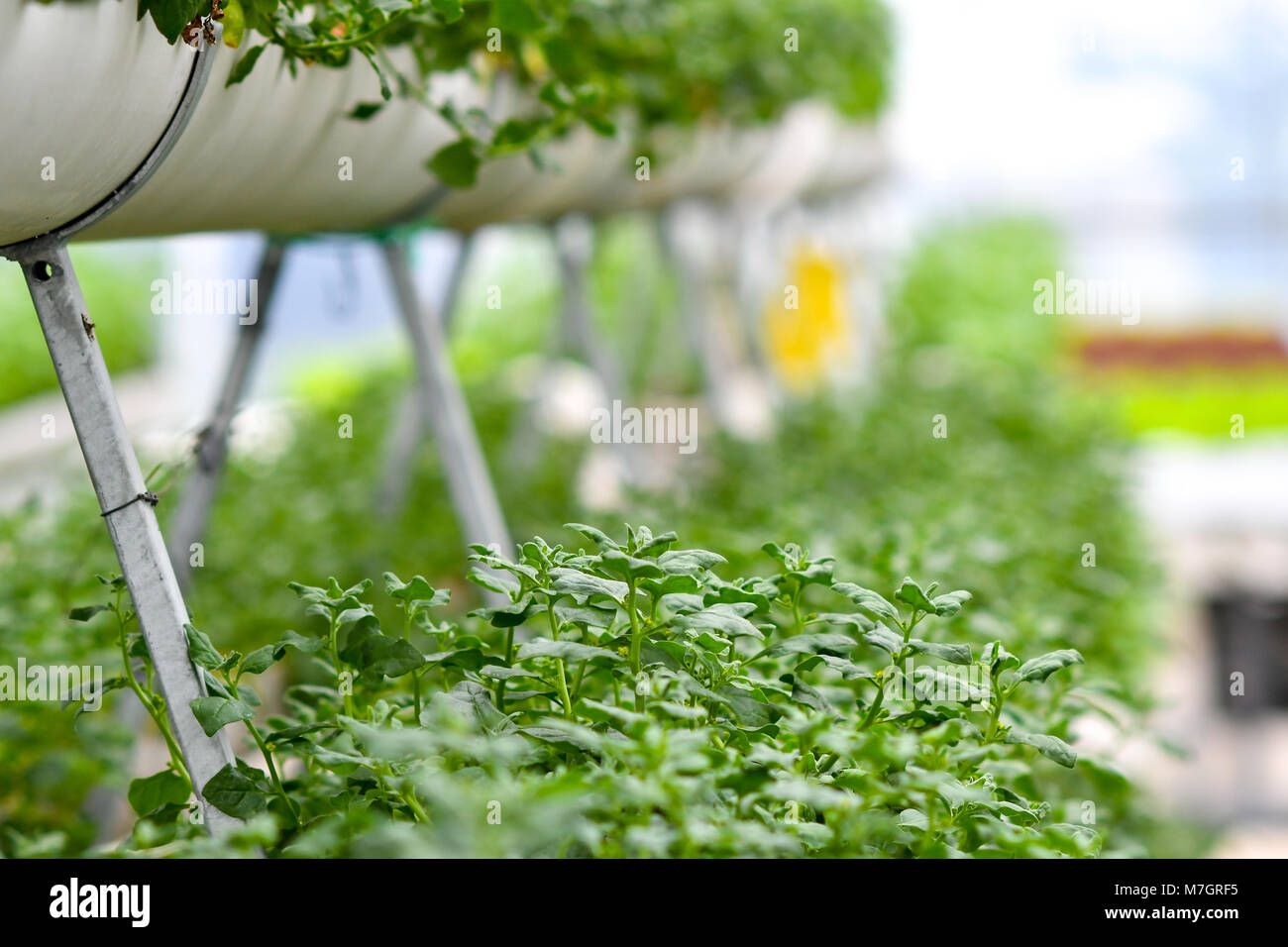 Urban agriculture, urban farming, or urban gardening Stock Photo - Alamy