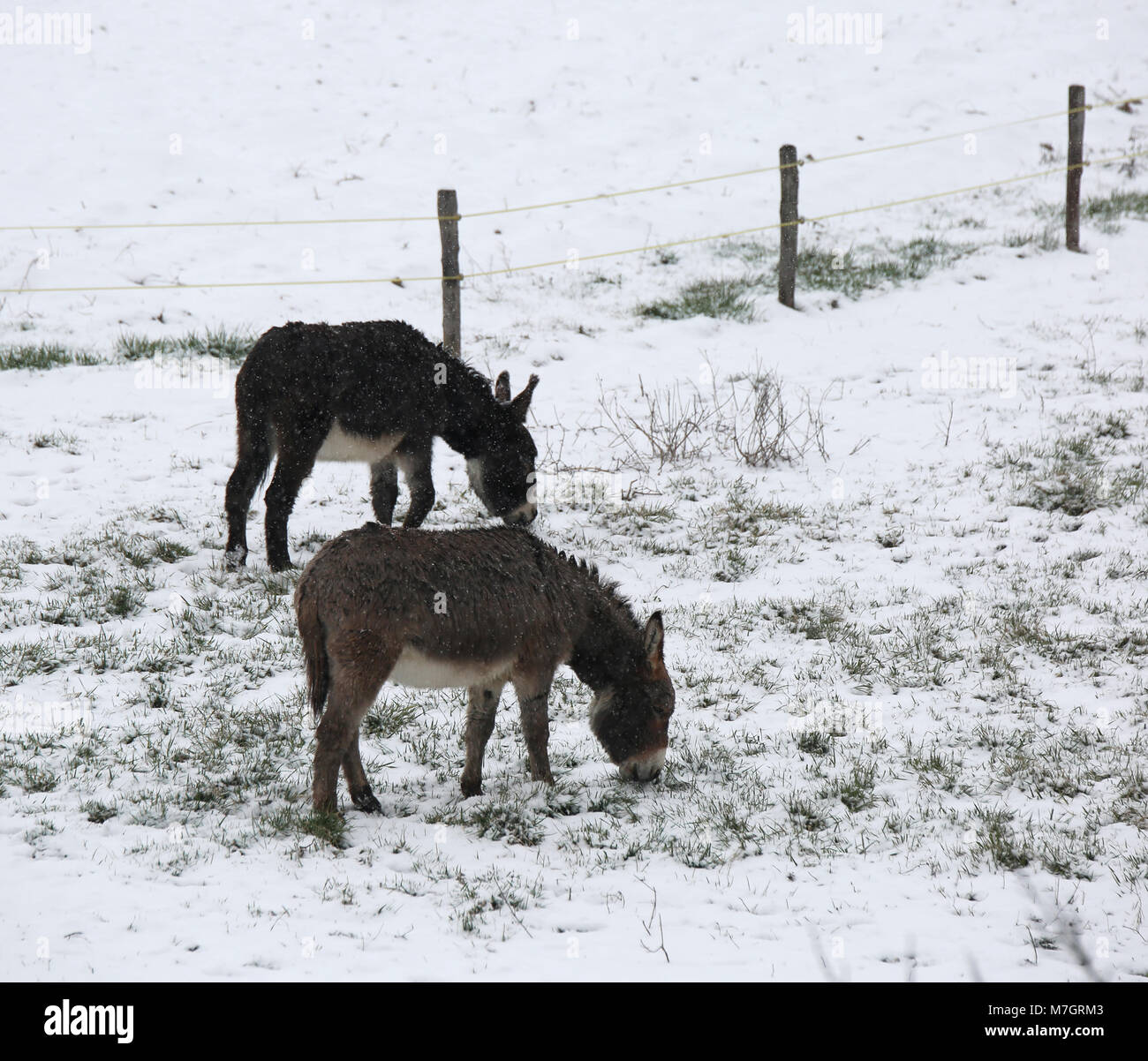two cold donkeys graze icy grass in winter with snow Stock Photo - Alamy