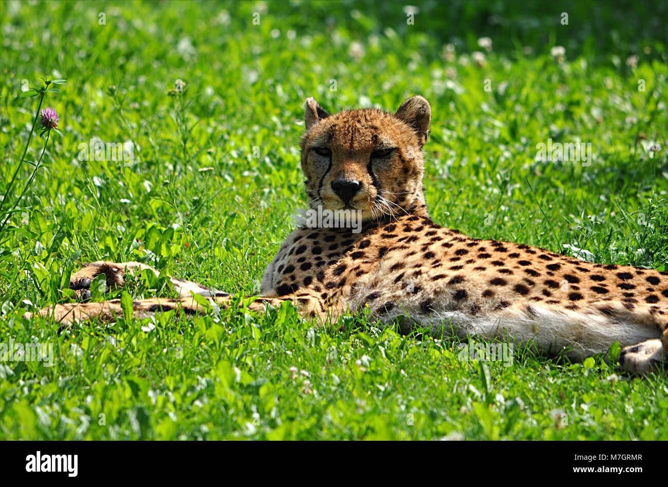 detail view, animal cheetah Stock Photo - Alamy