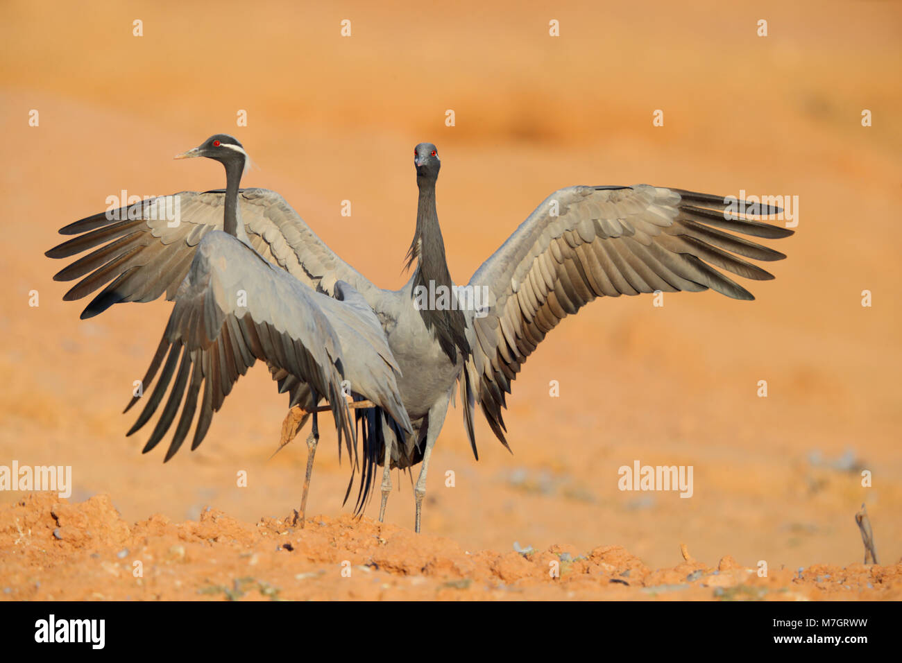 An adult Demoiselle Crane (Grus virgo) displaying at the traditional ...