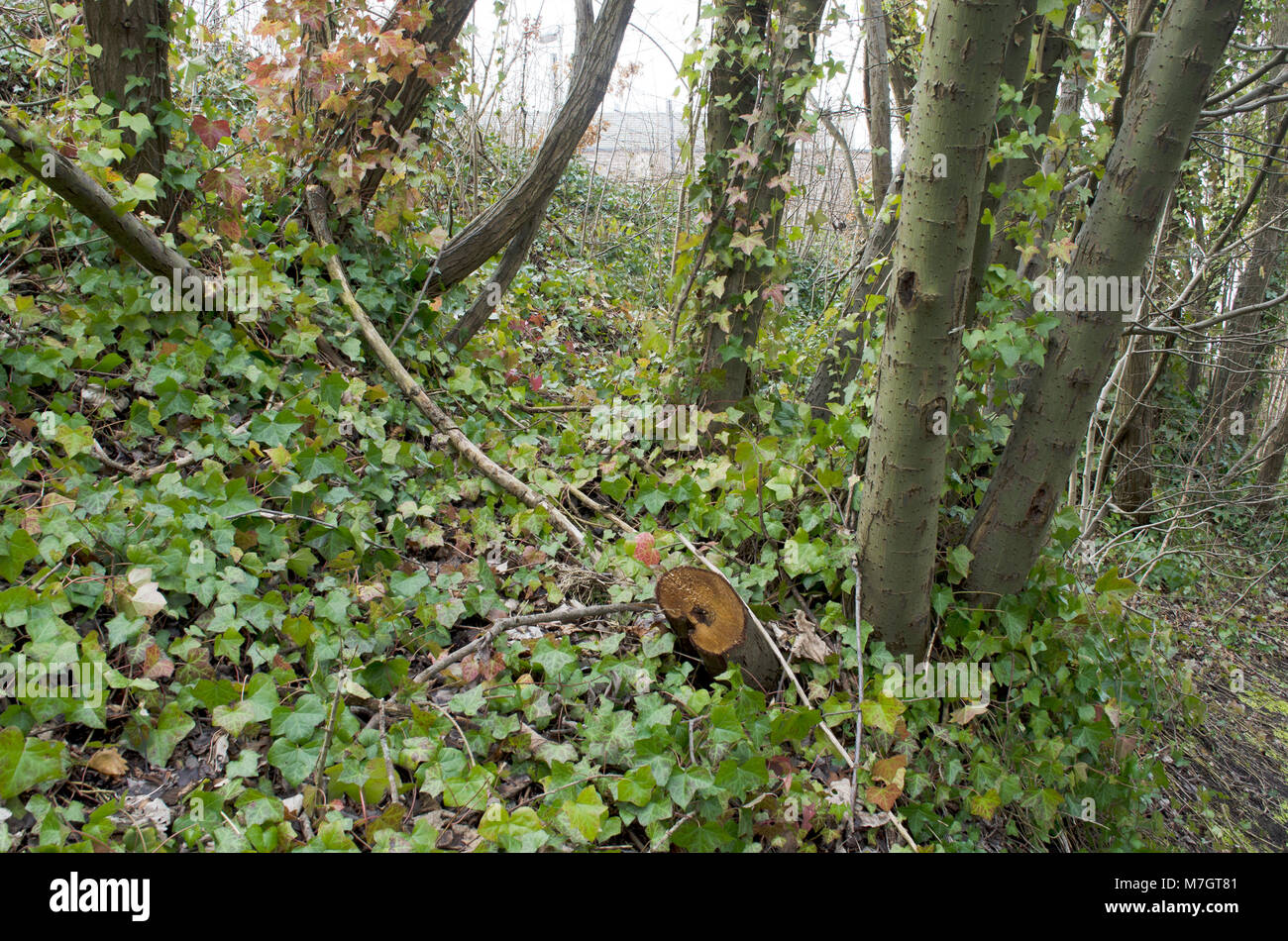 Patch of brambles and trees Stock Photo - Alamy
