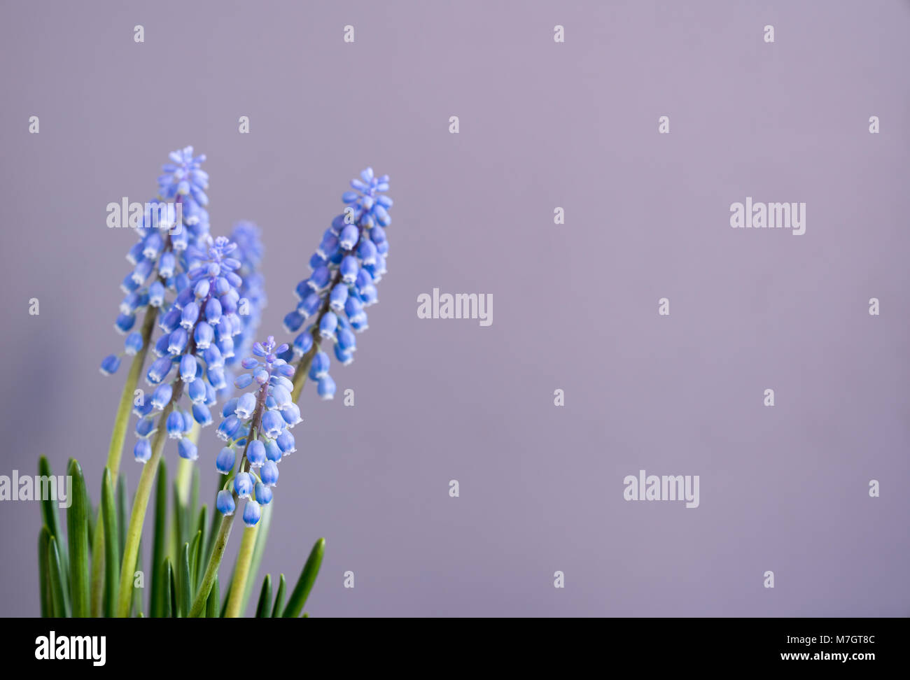 flower plant Muscari on a color background Stock Photo - Alamy