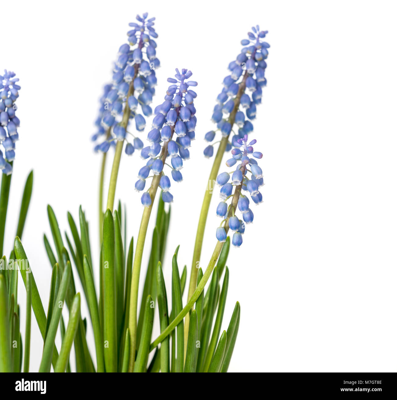 flower plant Muscari on a color background Stock Photo - Alamy