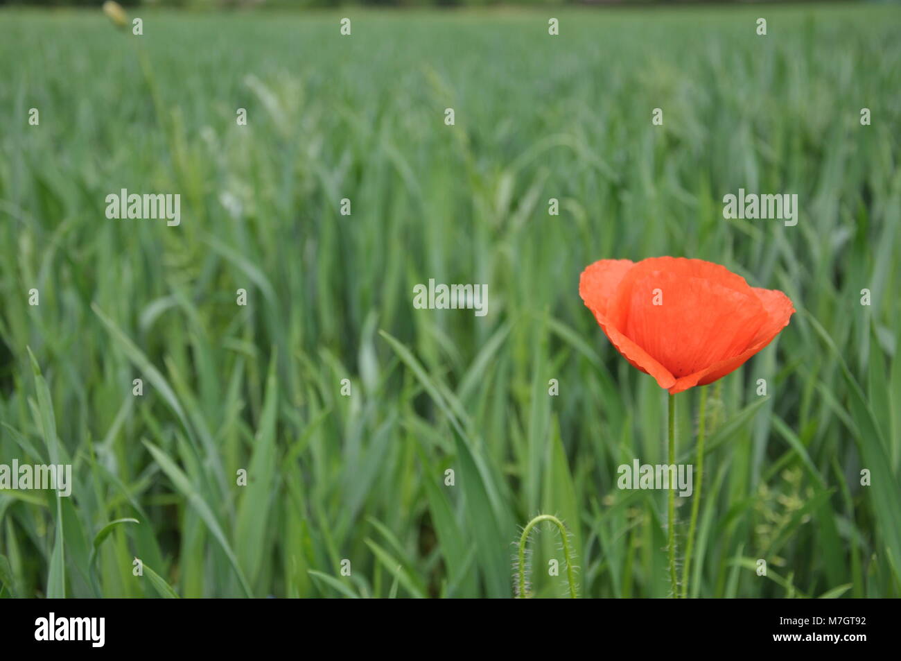 SIngle flower on a field Stock Photo - Alamy