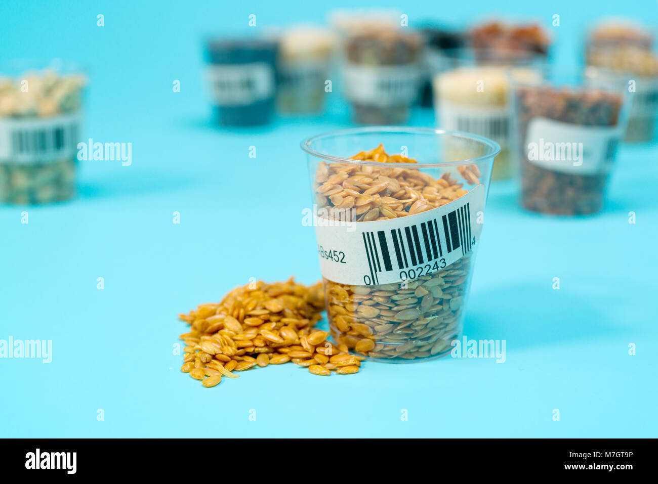 seeds of sesame in the laboratory of Seed Certification and Quality ...