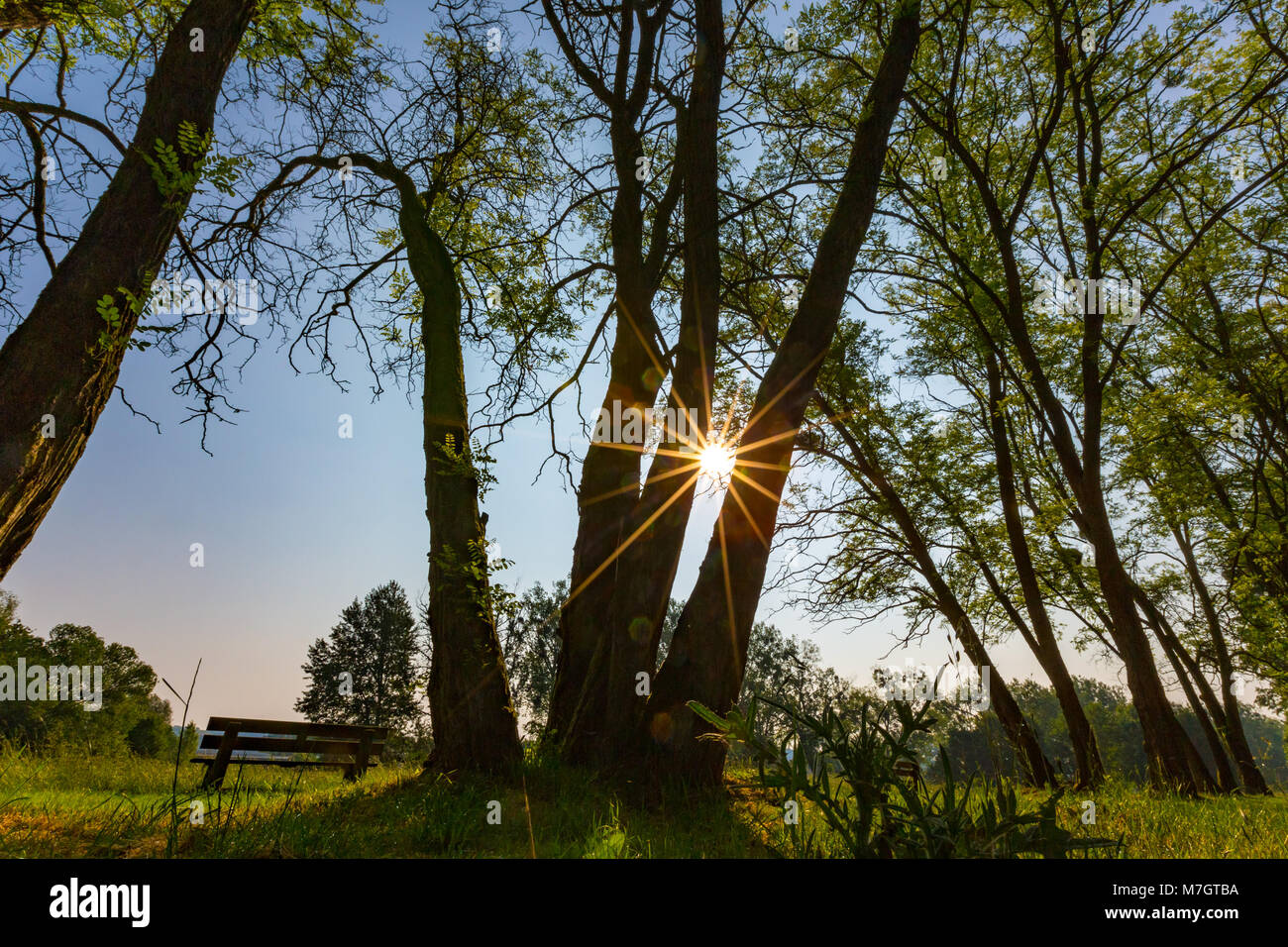 The sun shines through the trunk of a tree Stock Photo - Alamy