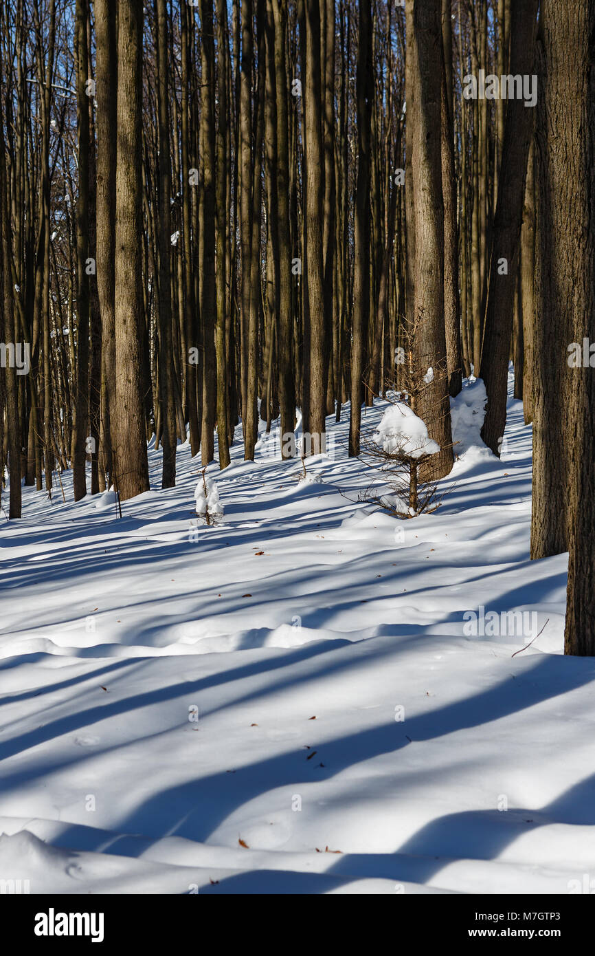 Long shadows in the snow covered wood Stock Photo - Alamy
