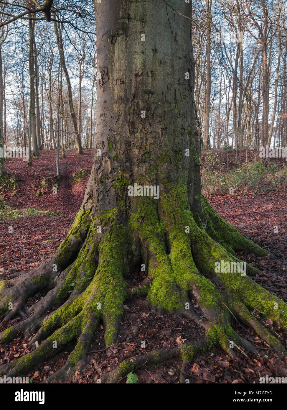 Moss covered tree roots in English woodland Stock Photo - Alamy