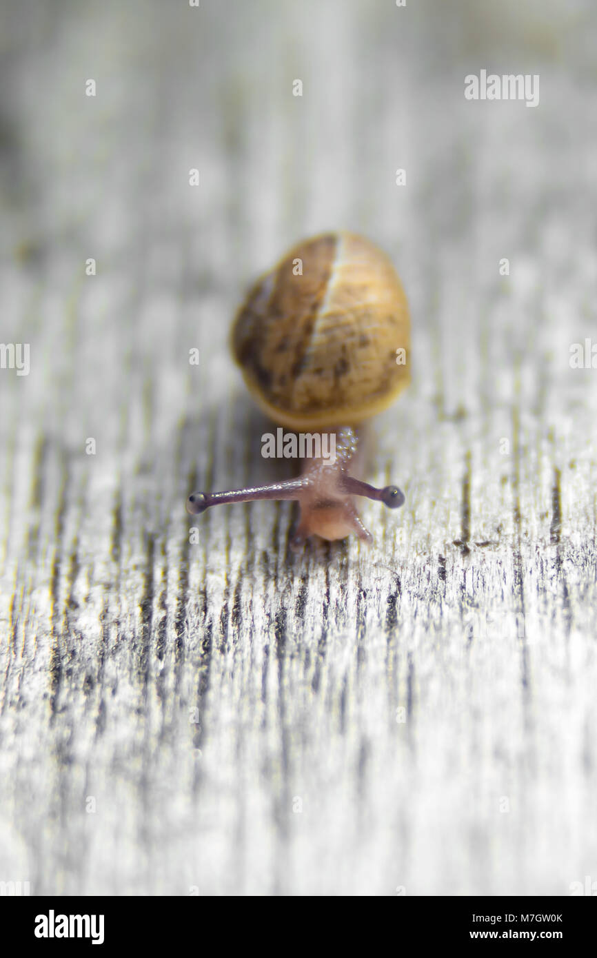 Baby snail hi-res stock photography and images - Alamy
