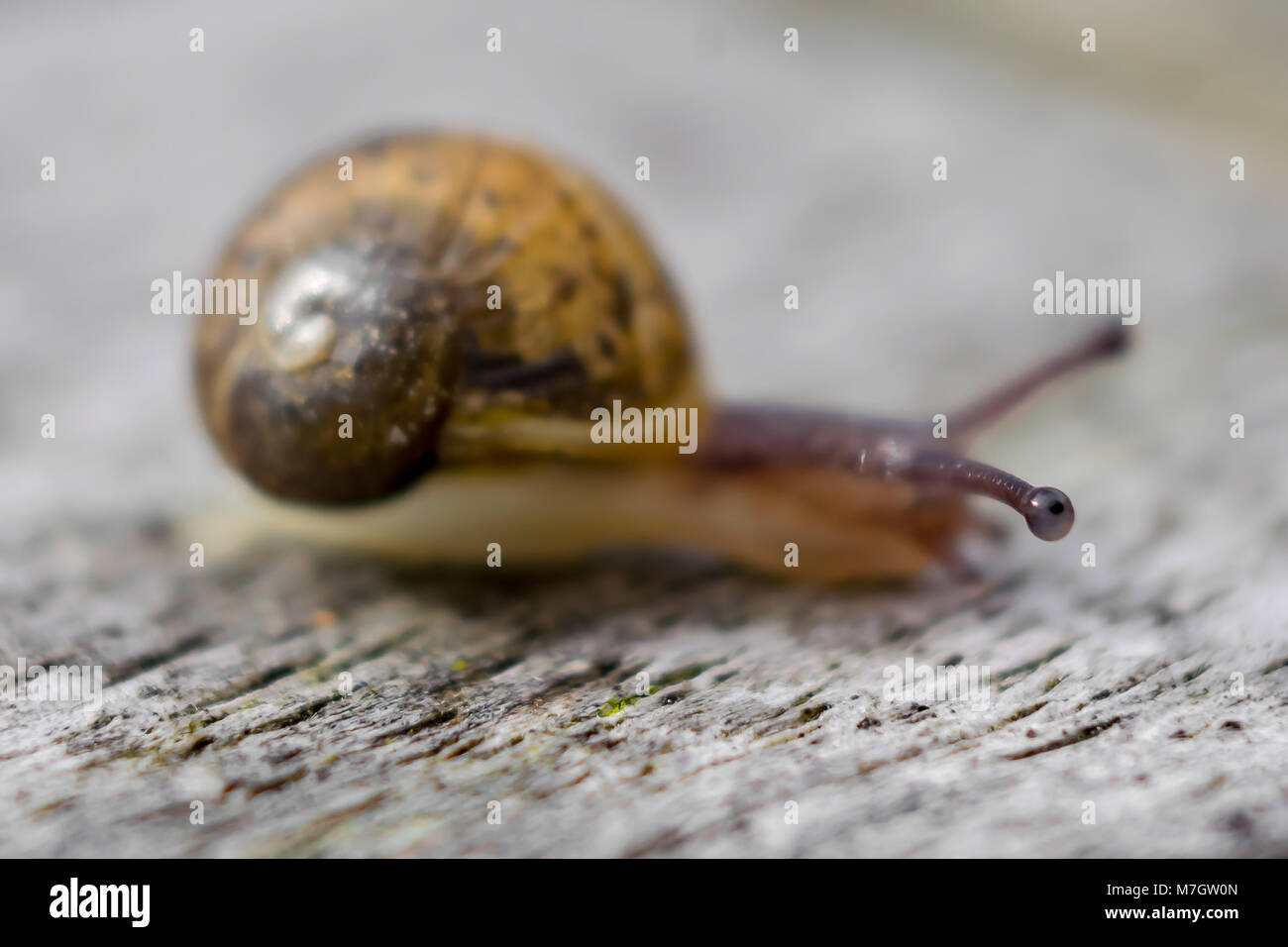 Snail looking at you hi-res stock photography and images - Alamy