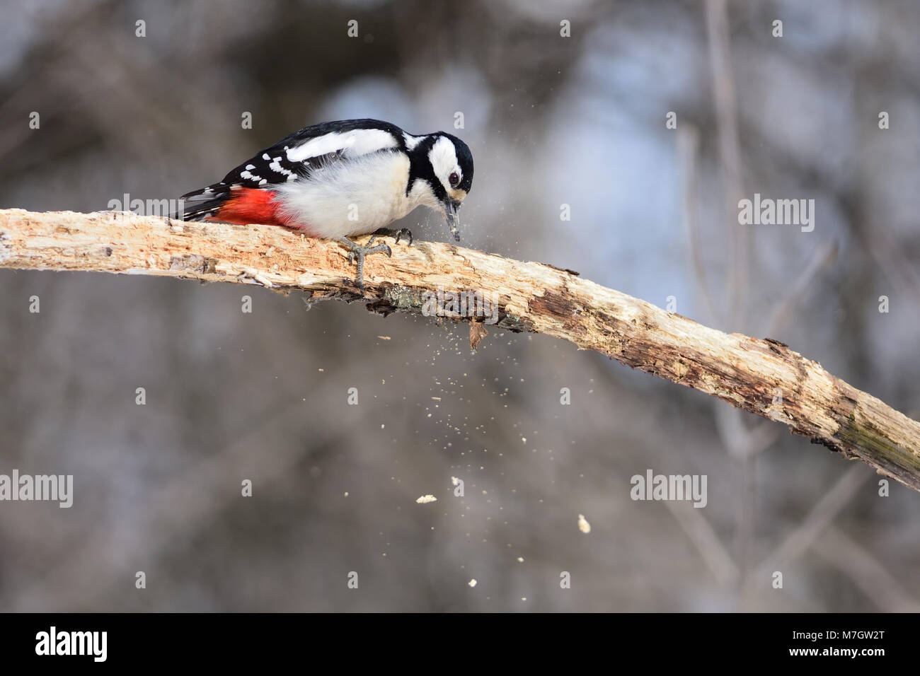 The great spotted woodpecker (Dendrocopos major) gouges a dry branch in ...