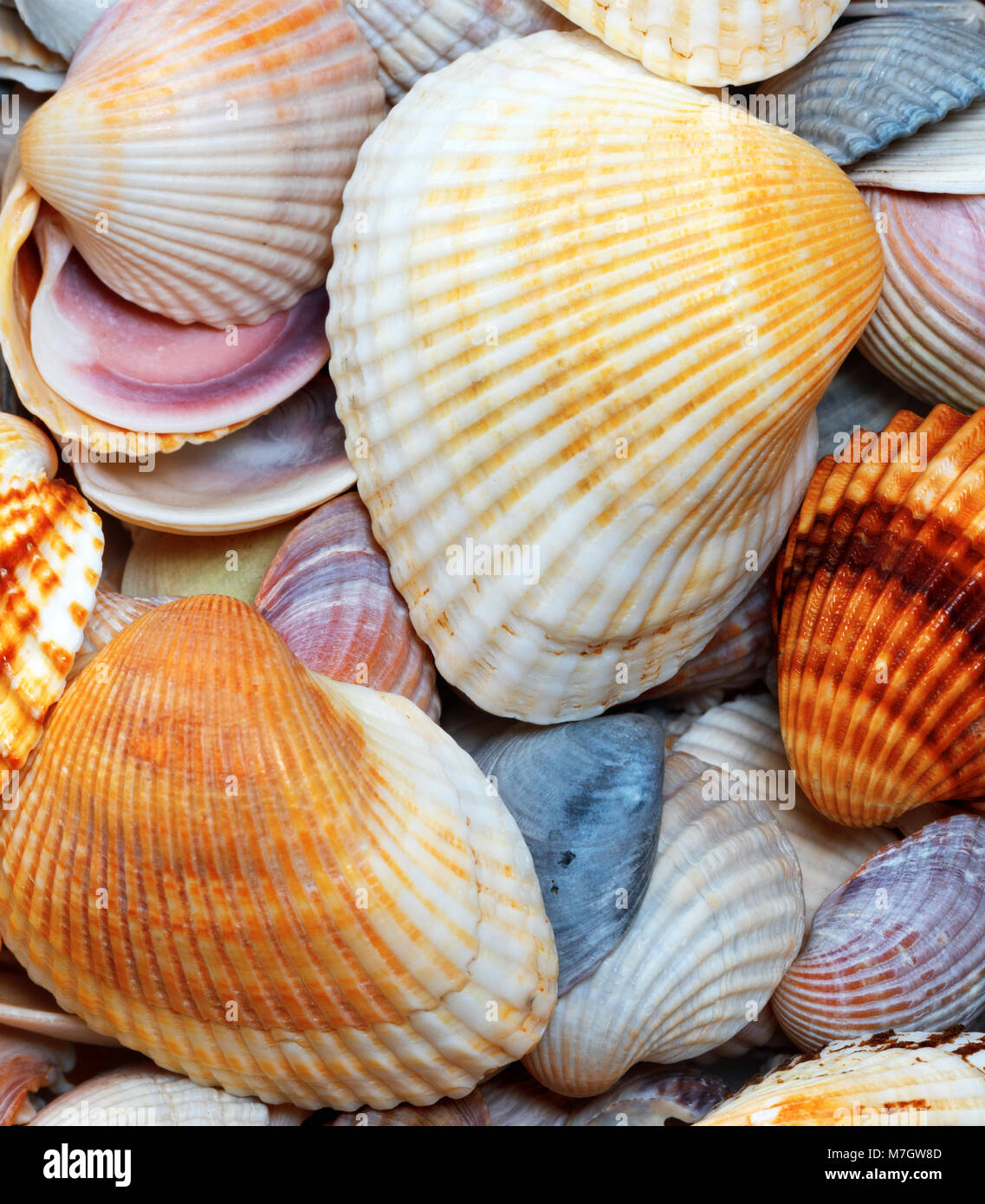 Anadara hi-res stock photography and images - Alamy