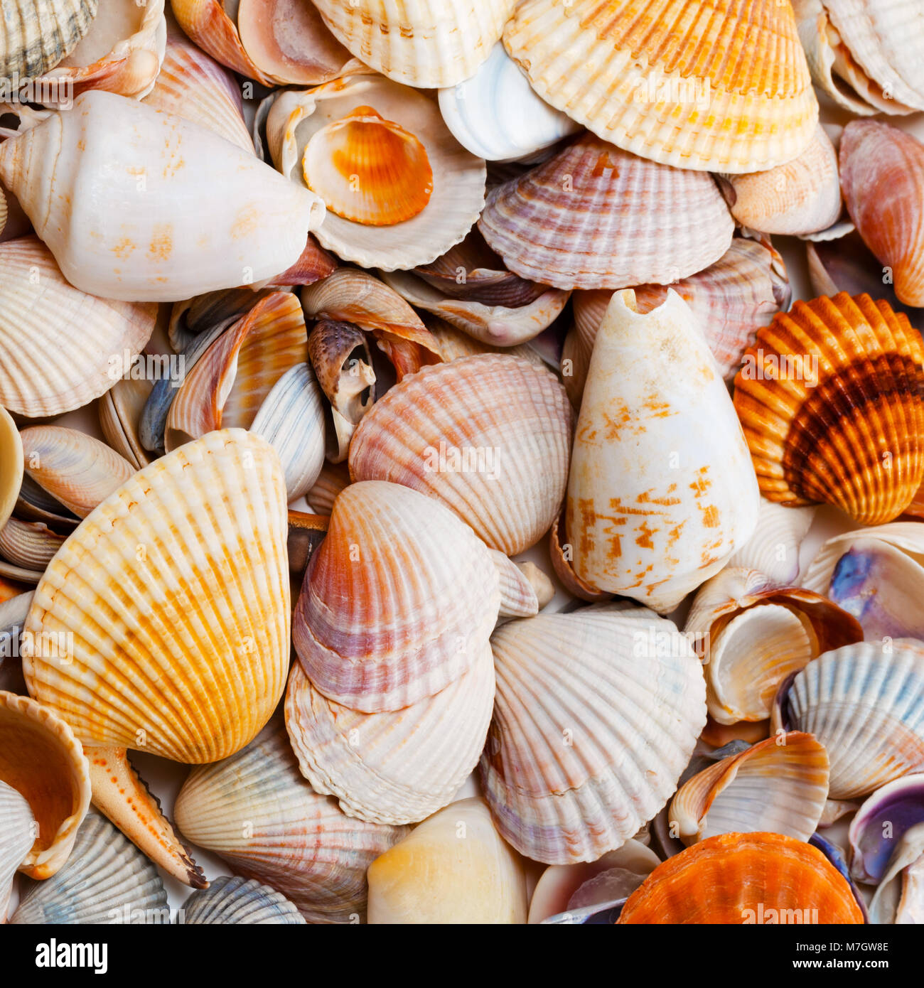 Variety of seashells in sunny summer day. Natural background Stock ...