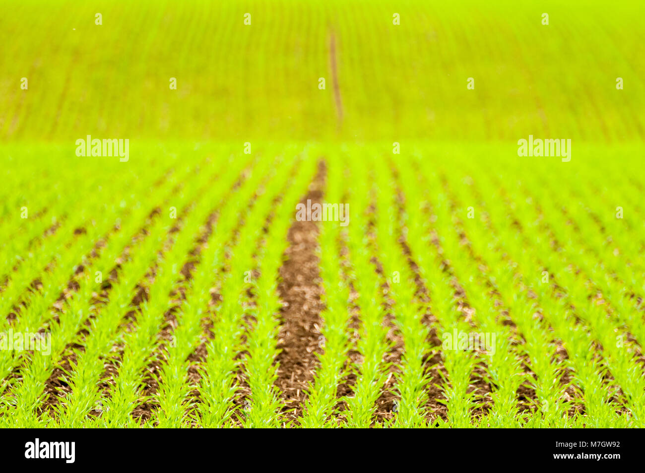 Tilled soil with fresh green sprouting plants, shallow depth of field ...