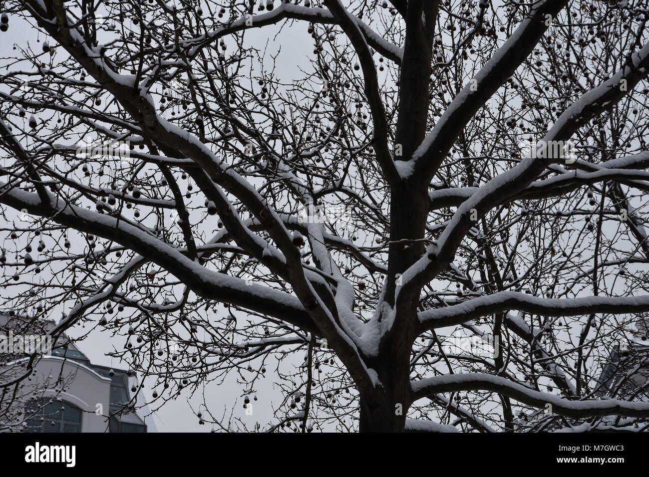 Snowy tree branches. Huge snowfall on Vienna, Austria Stock Photo - Alamy