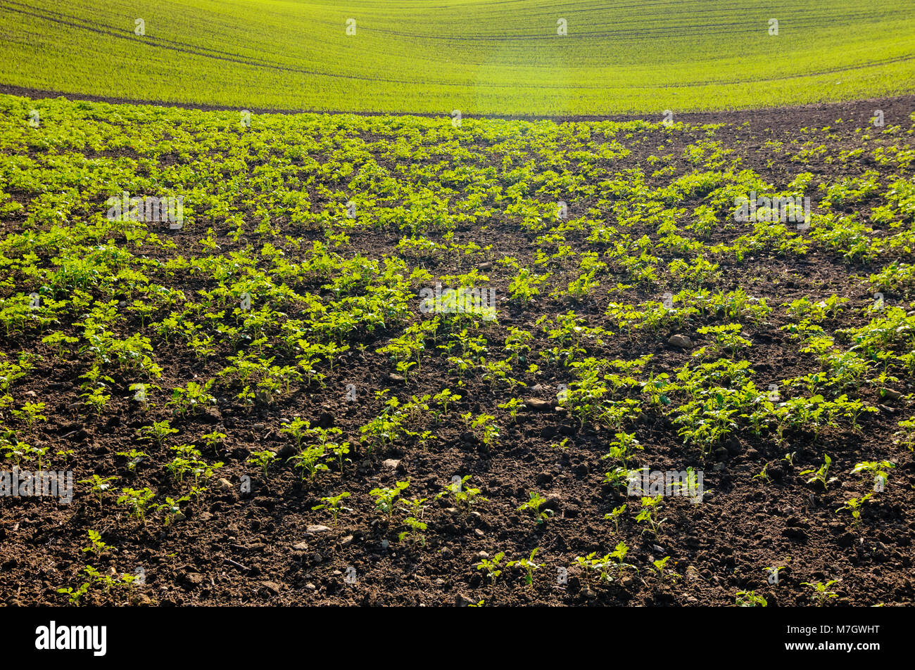 Tilled soil with fresh green sprouting plants and backlight Stock Photo ...