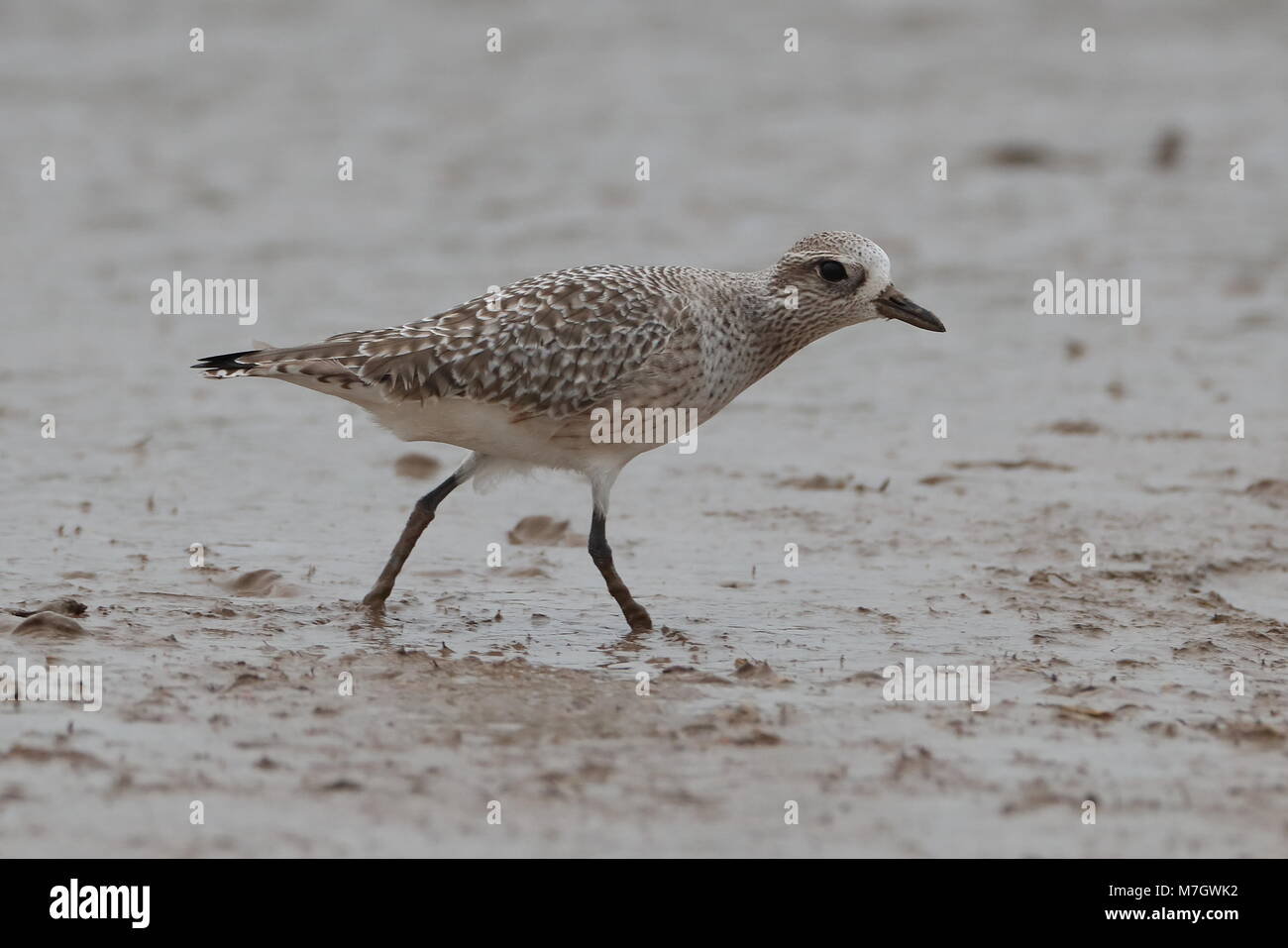 Winter plumage Grey Plover Stock Photo - Alamy