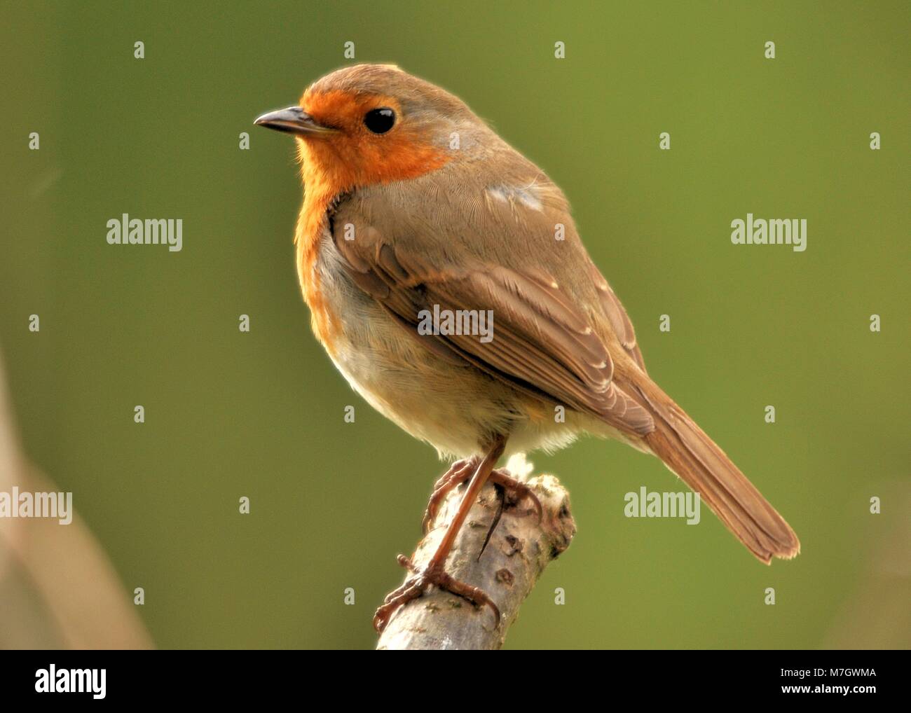 Side view robin bird on hi-res stock photography and images - Alamy