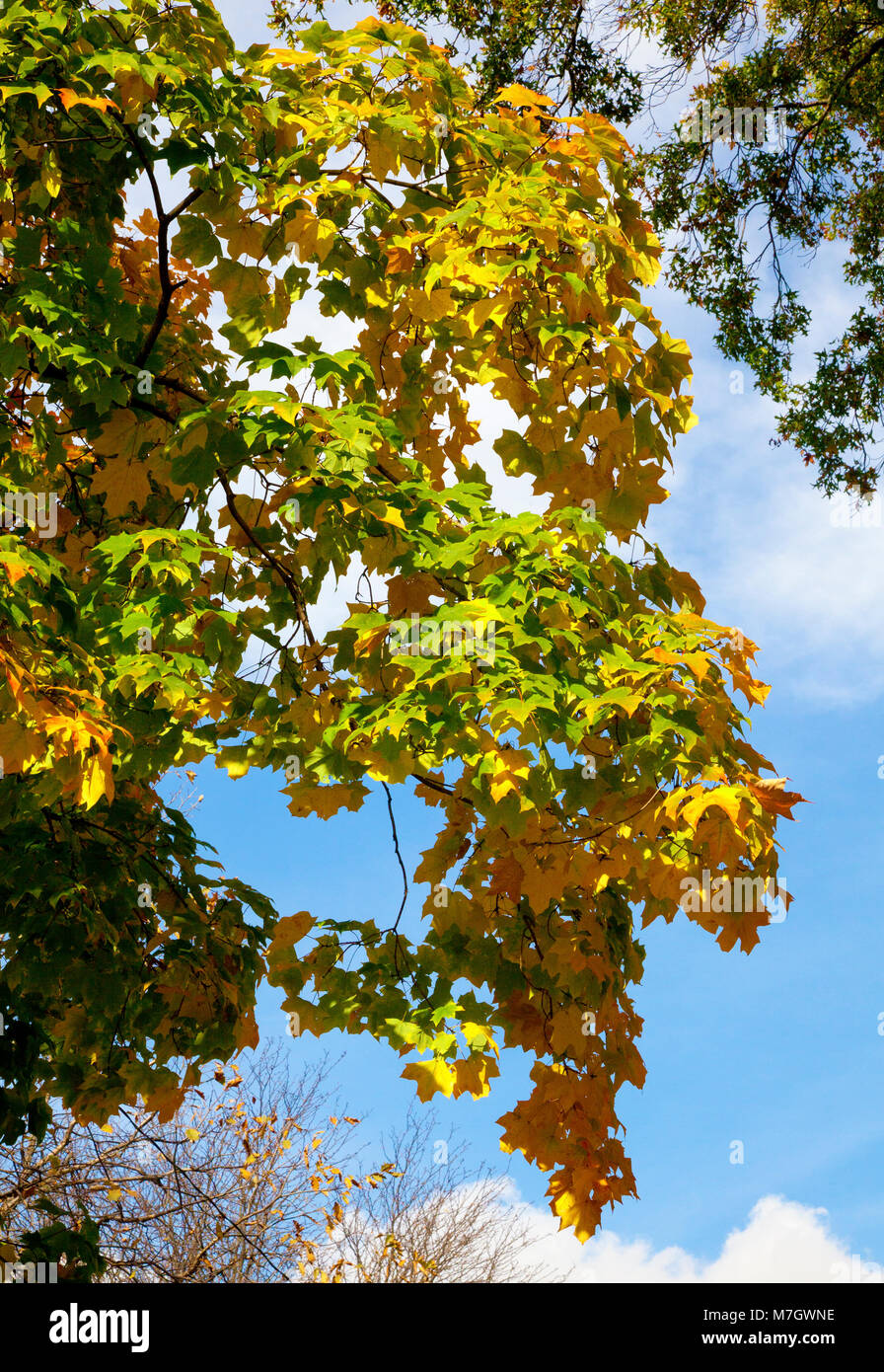 Maple tree in fall with green and yellow leaves, blue sky and clouds ...