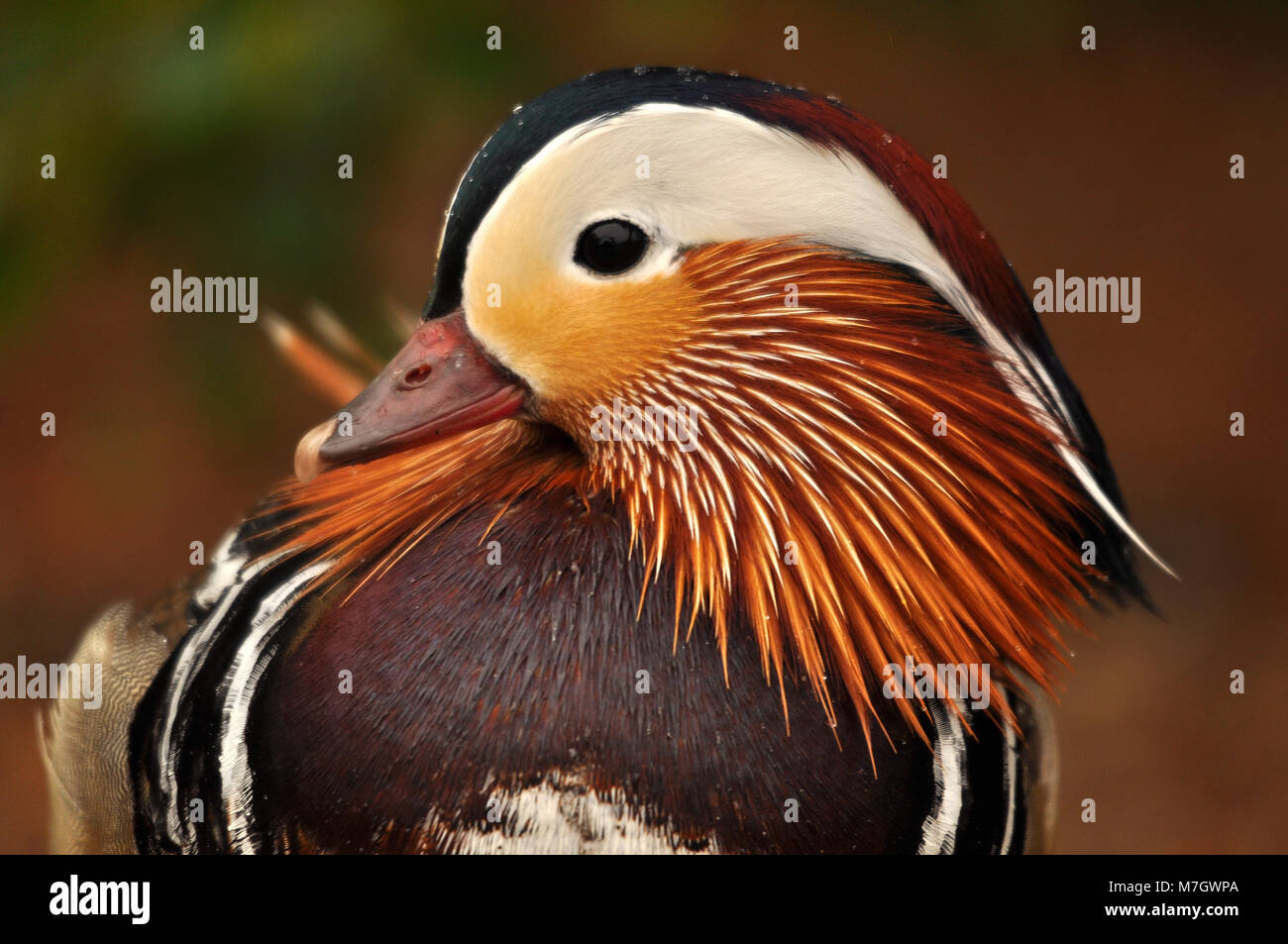 Duck beak hi-res stock photography and images - Alamy