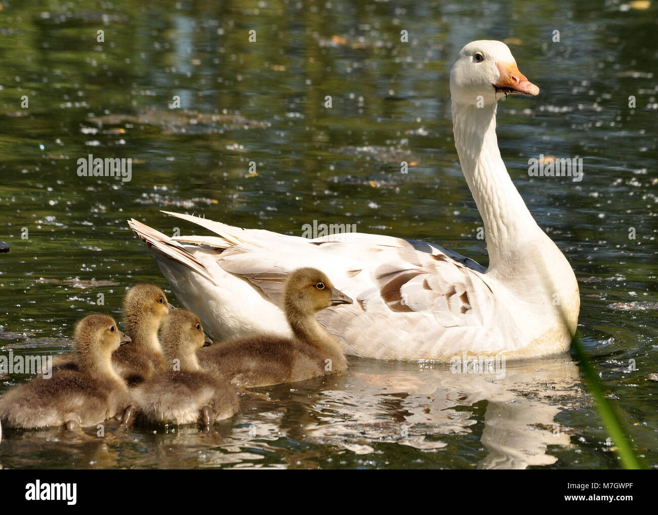Emden Goose (Anser anser) or domestic goose swimming with goslings ...