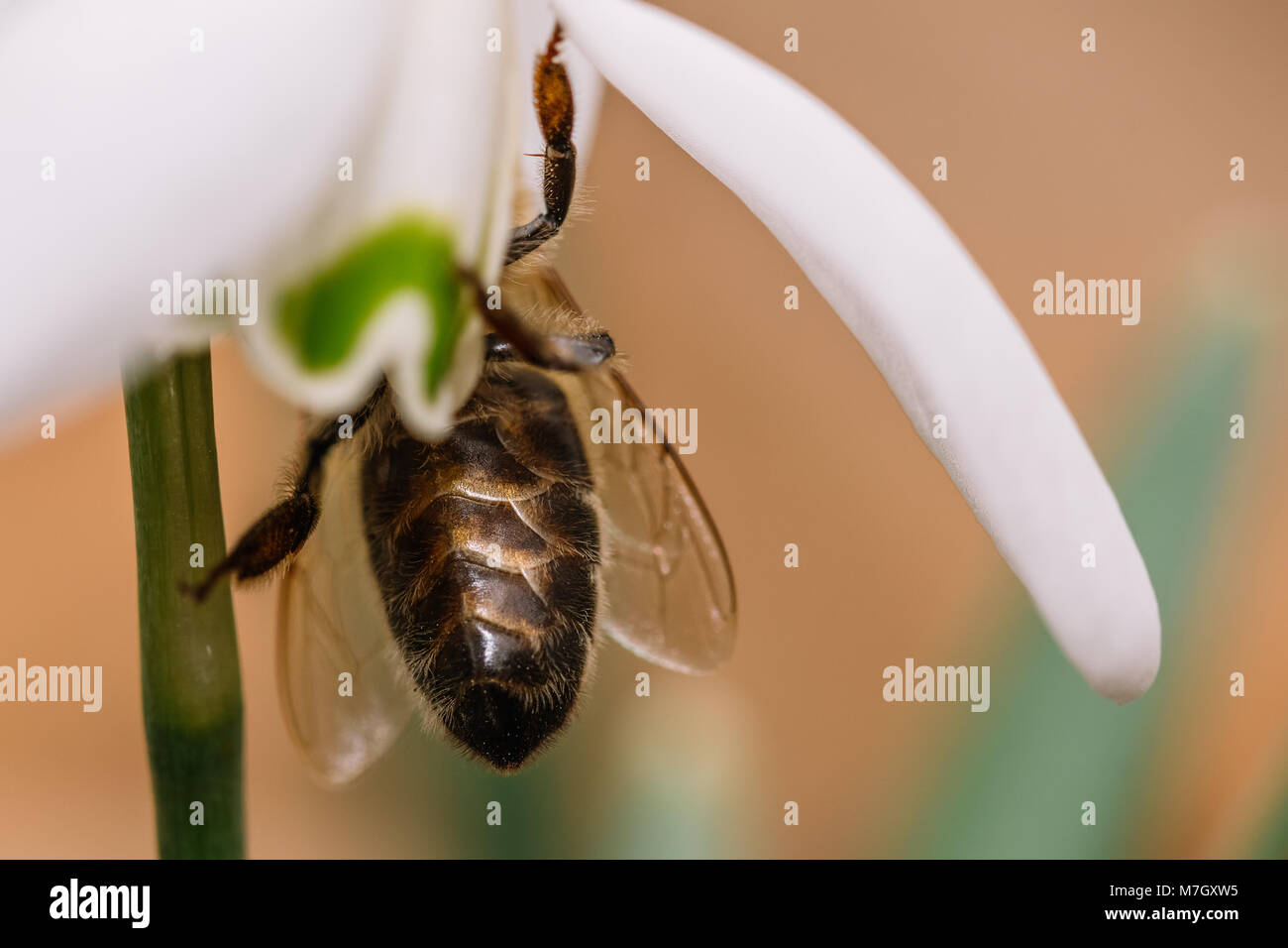 Small common snowdrop flower in early spring with bee inside. Water ...