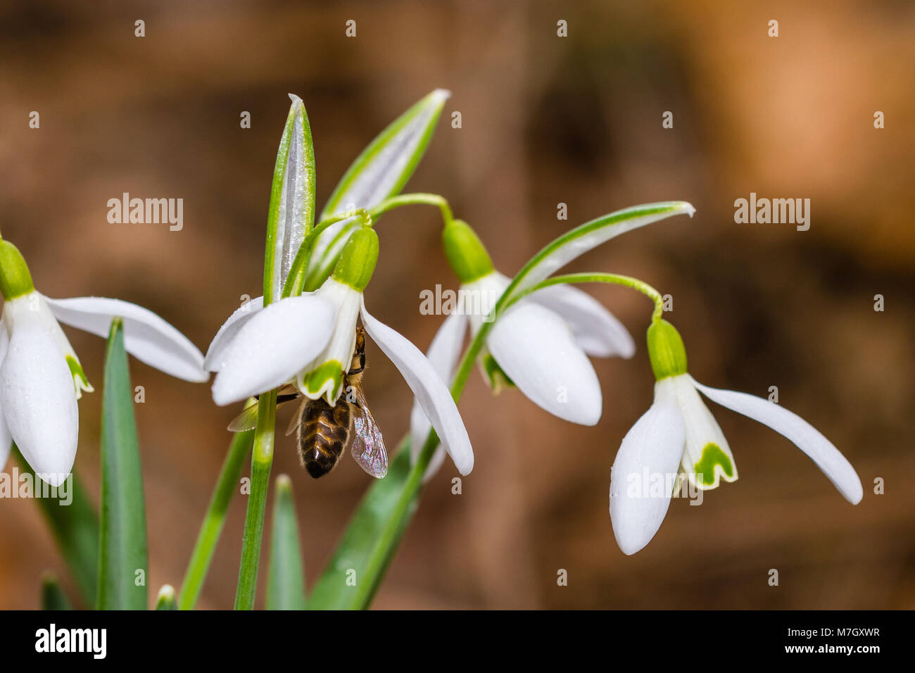 Small common snowdrop flower in early spring with bee inside. Water ...