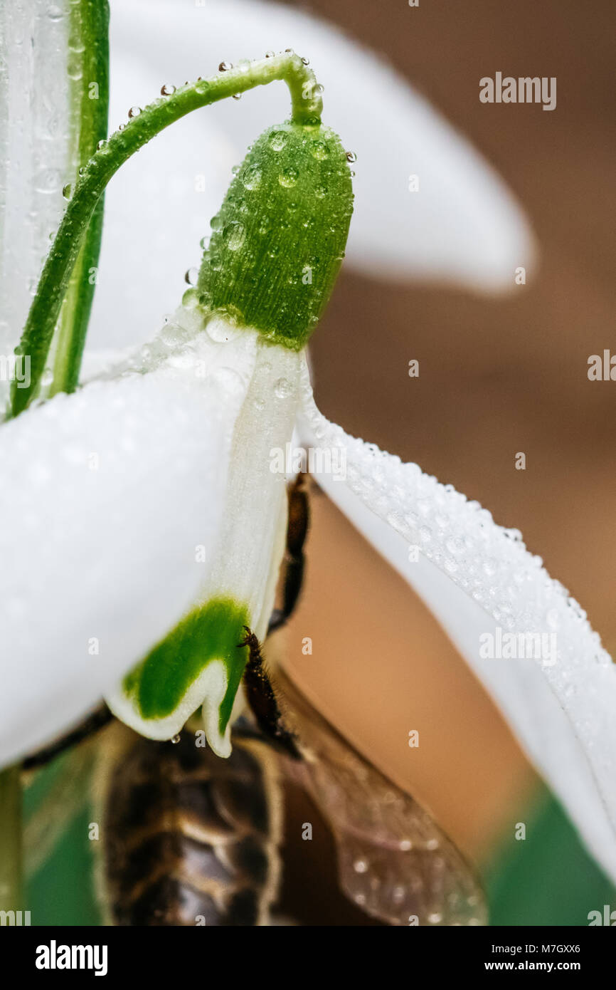 Small common snowdrop flower in early spring with bee inside. Water ...