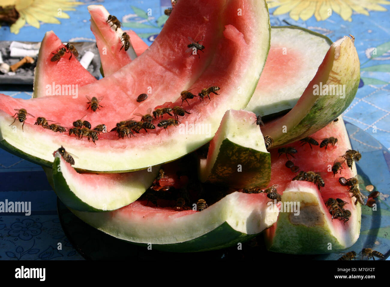 Bees feeding on watermelon juice from leftovers on a table Stock Photo ...