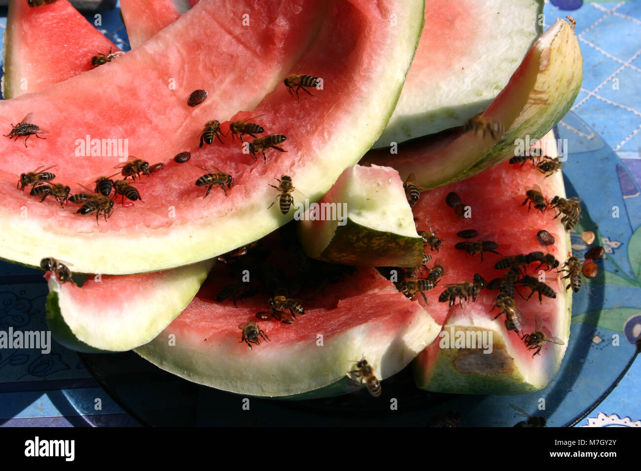 Bees on watermelon hi-res stock photography and images - Alamy
