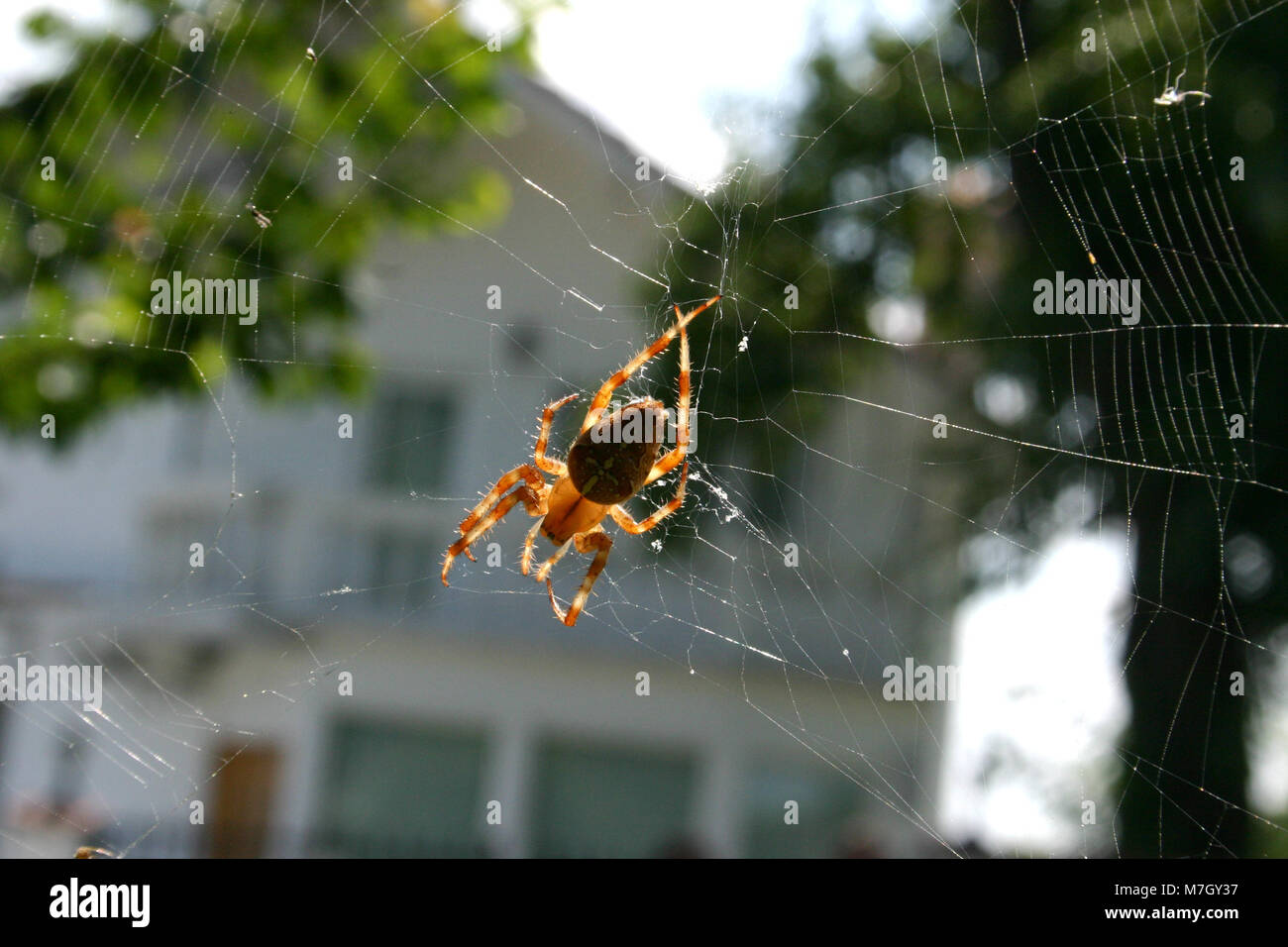 Spider with cross on the back hi-res stock photography and images - Alamy