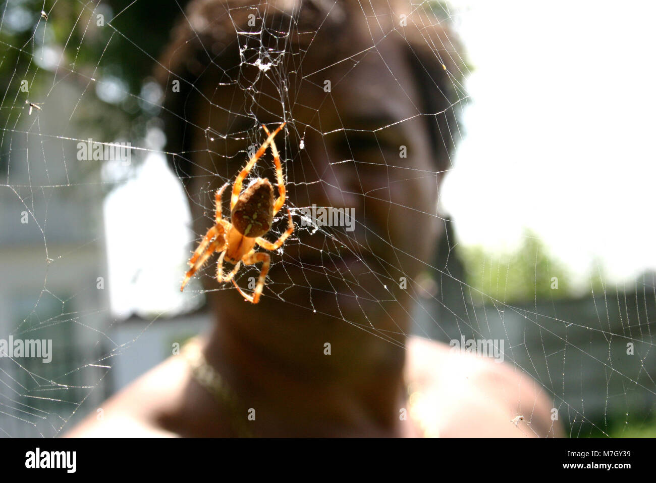 Spider with cross on the back hi-res stock photography and images - Alamy