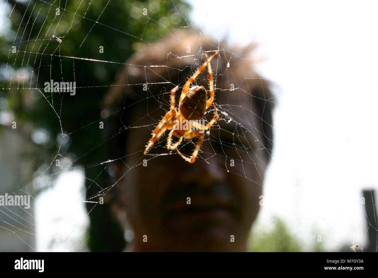 Spider with cross on the back hi-res stock photography and images - Alamy
