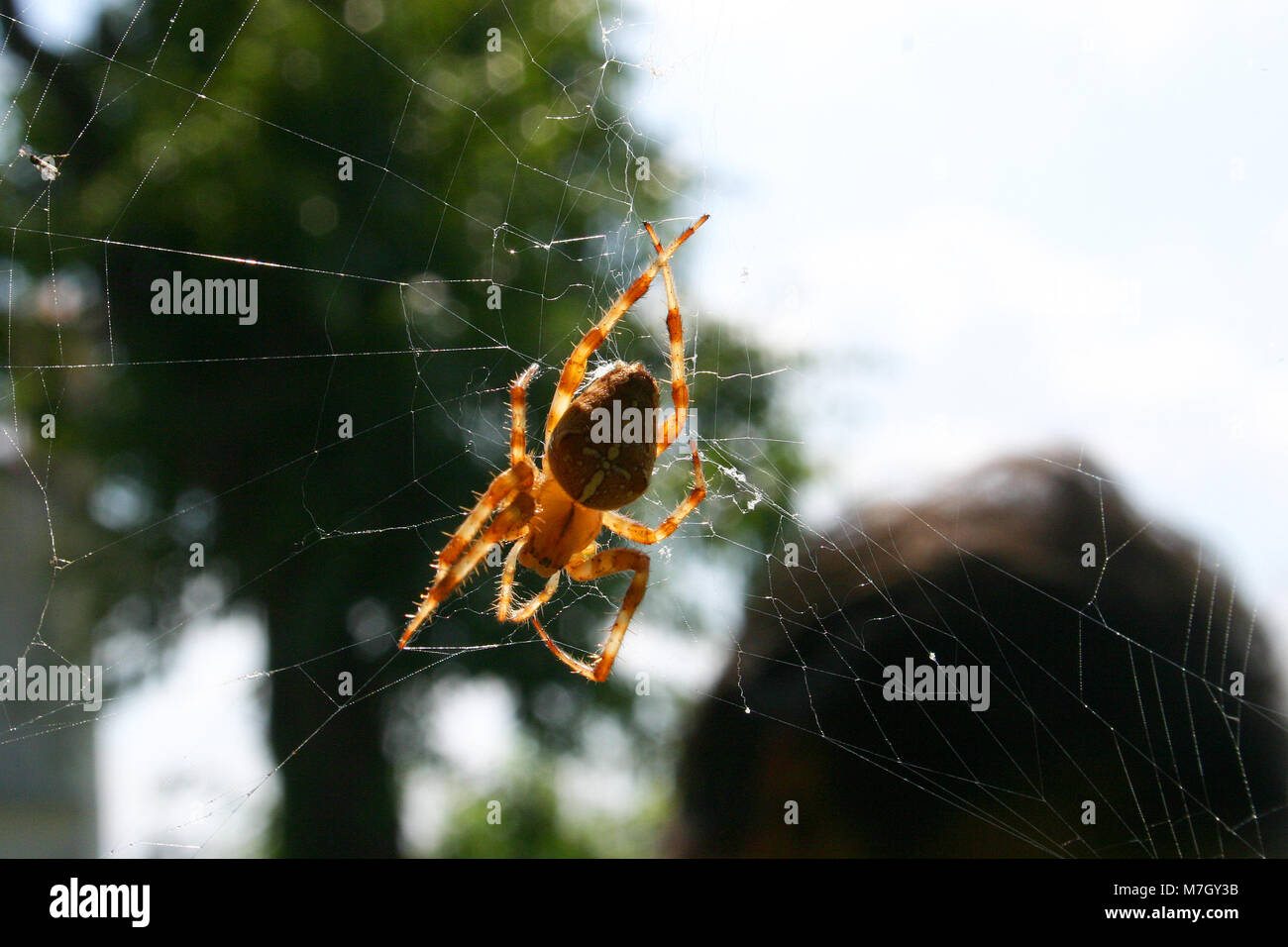 Spider with cross on the back hi-res stock photography and images - Alamy