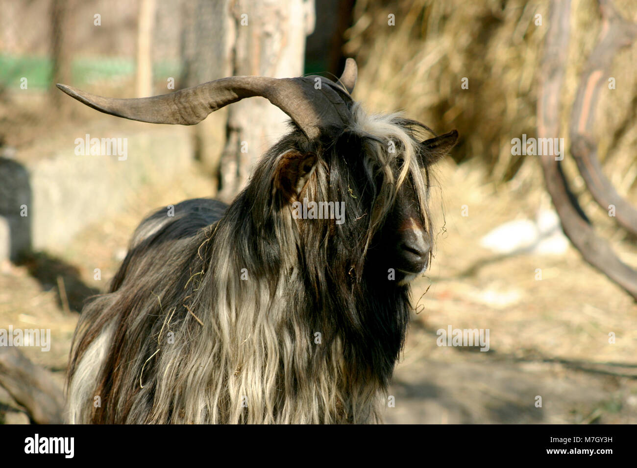 Anatolian Black Goat