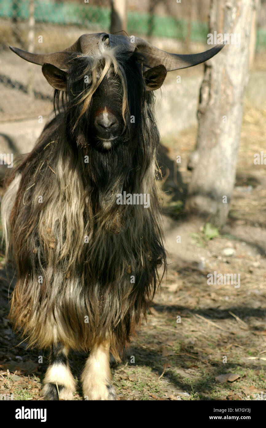 Hairy Goat High Resolution Stock Photography and Images - Alamy